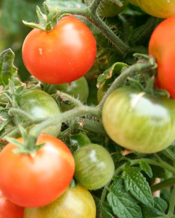 Maukkaimmat tomaatit - Kekkilä.fi