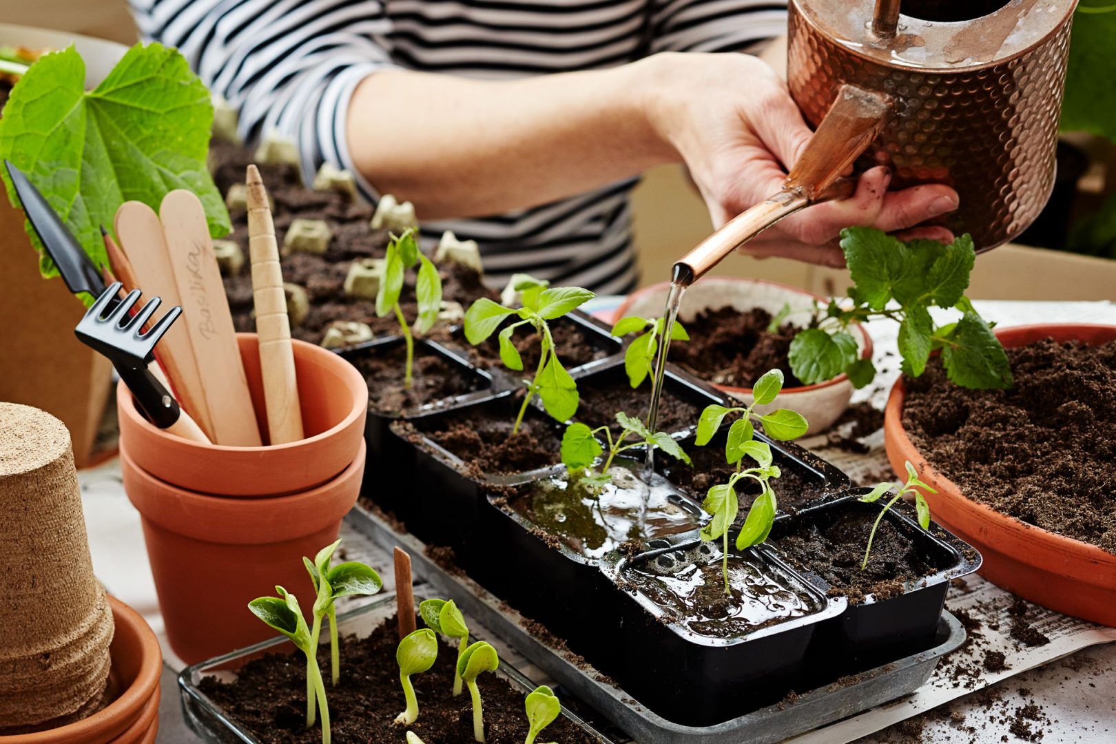 Kasvata omia taimia – siementen kylväminen - Kekkilä.fi