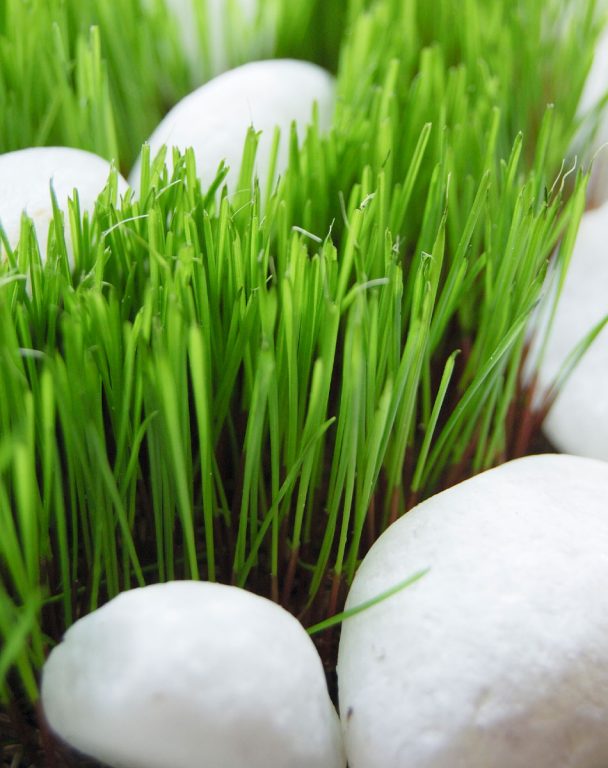 Kasvata rairuohoa pääsiäiseksi - Kekkilä.fi