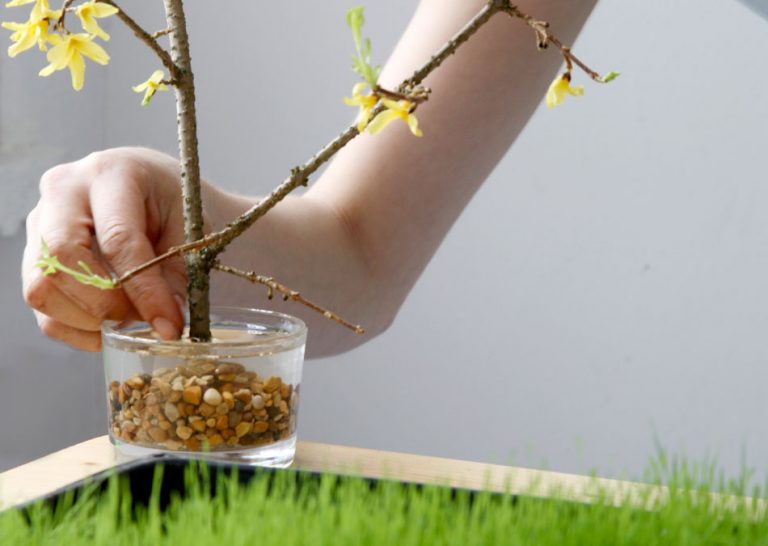 Kasvata rairuohoa pääsiäiseksi - Kekkilä.fi