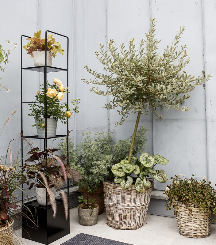 Monivuotisia kasveja parvekkeella - Kekkilä.fi