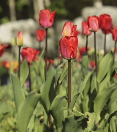 Villiinny tulppaaneista ja istuta syksyllä kukkaloistoa - Kekkilä.fi