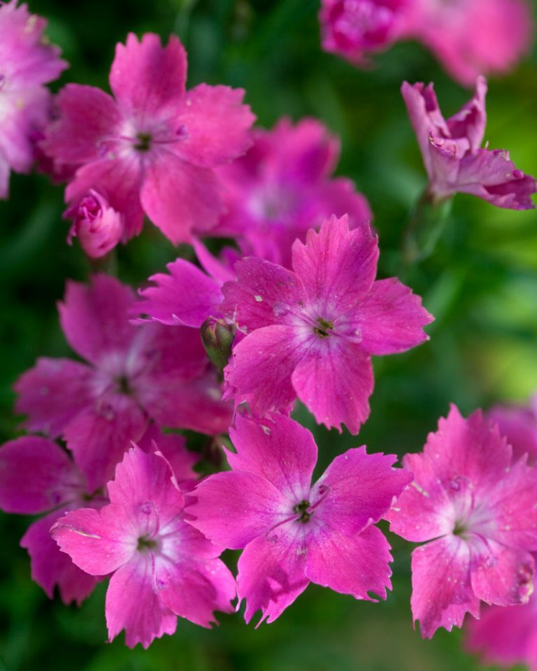 Pirskahteleva pinkki - Ideoita kesäkukkaistutuksiin - Kekkilä.fi