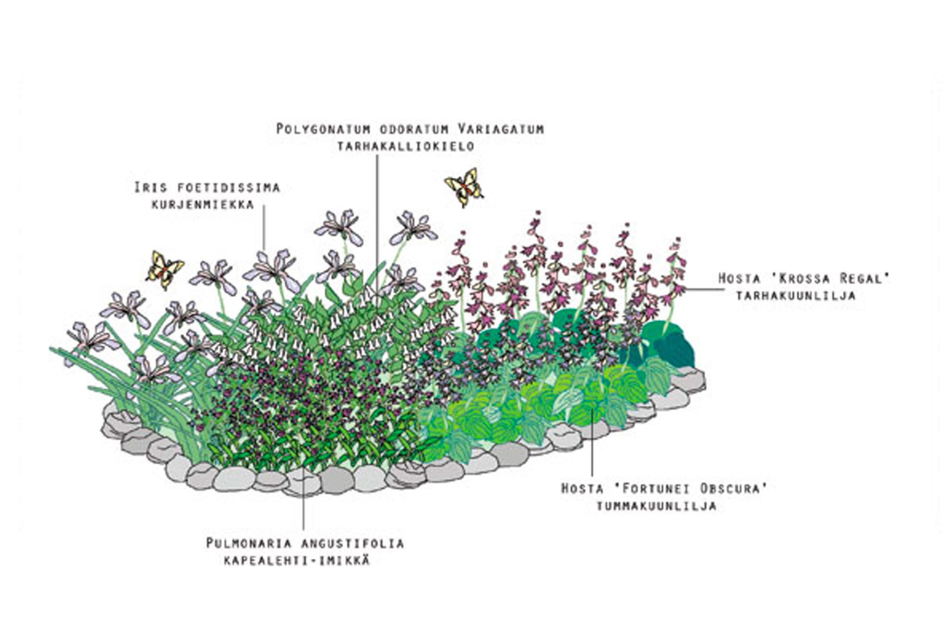 Perennareseptit: Kuulas varjo - Kekkilä.fi