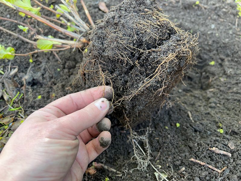 Istuta kasvit oikein - Kekkilä.fi