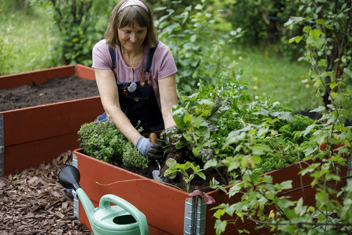 Perusta helppo kasvimaa viljelylaatikkoon - Kekkilä.fi