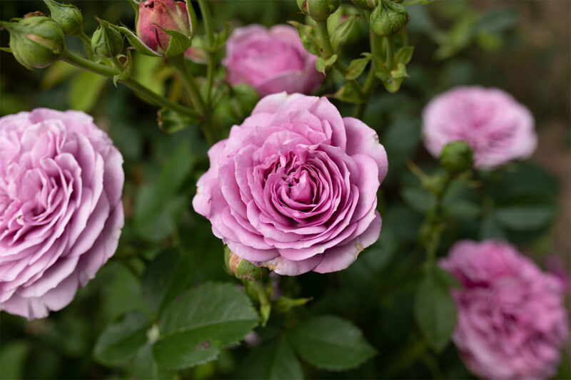 Istuta ruusuja - Kekkilä.fi