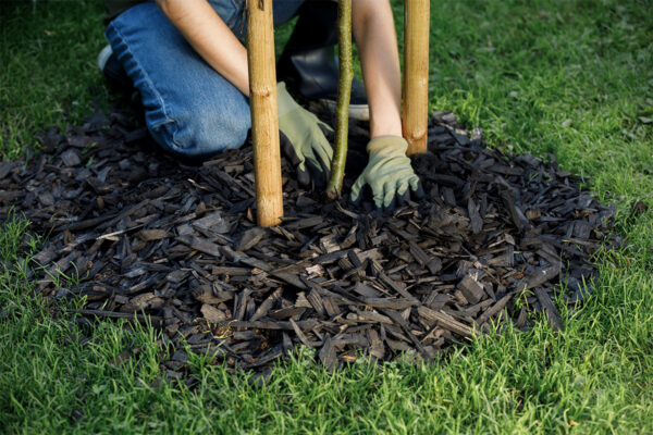 Istuta puu - näin onnistut - Kekkilä.fi